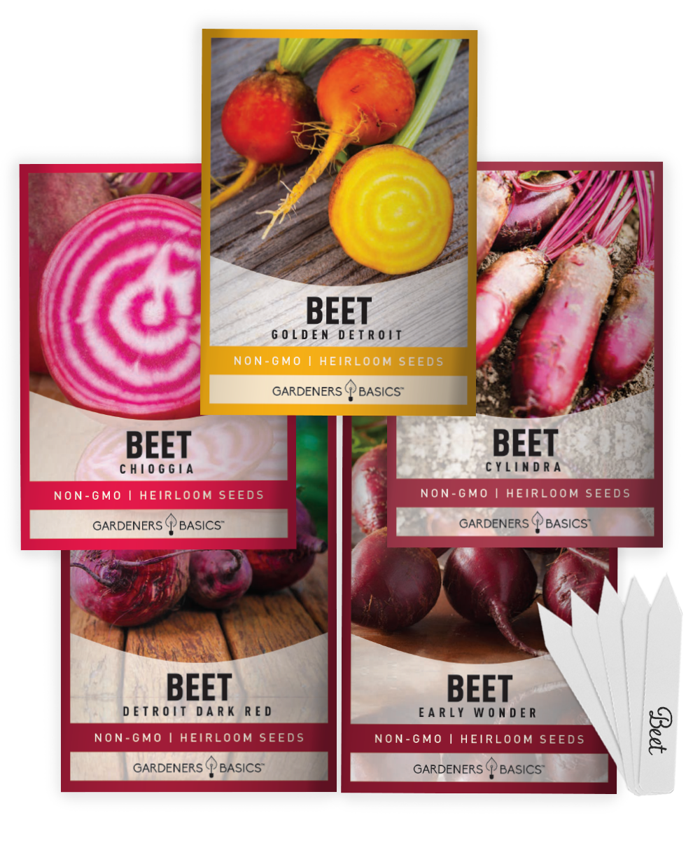 Heirloom Beet Seeds 5 Variety Pack - Non-GMO, Open-Pollinated Seeds ...