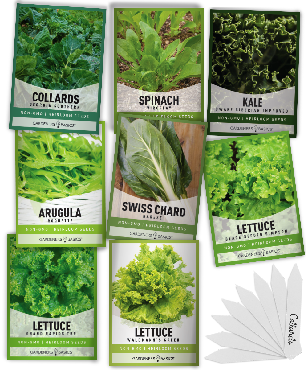 8 Leafy Green Salad Seeds Variety Pack – Non-GMO, Heirloom Seeds ...