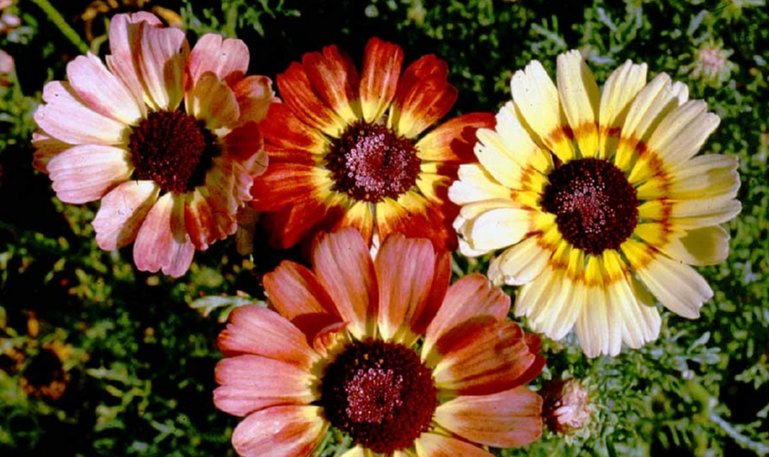 Painted Daisy Seeds For Planting - High-Quality, Easy-To-Grow Seeds ...