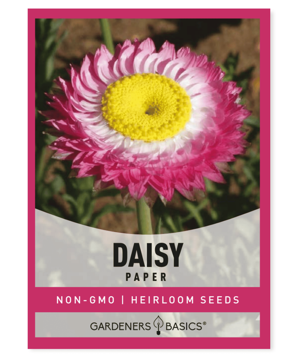 Paper Daisy Seeds for Planting - A Natural Wonder for Your Garden ...