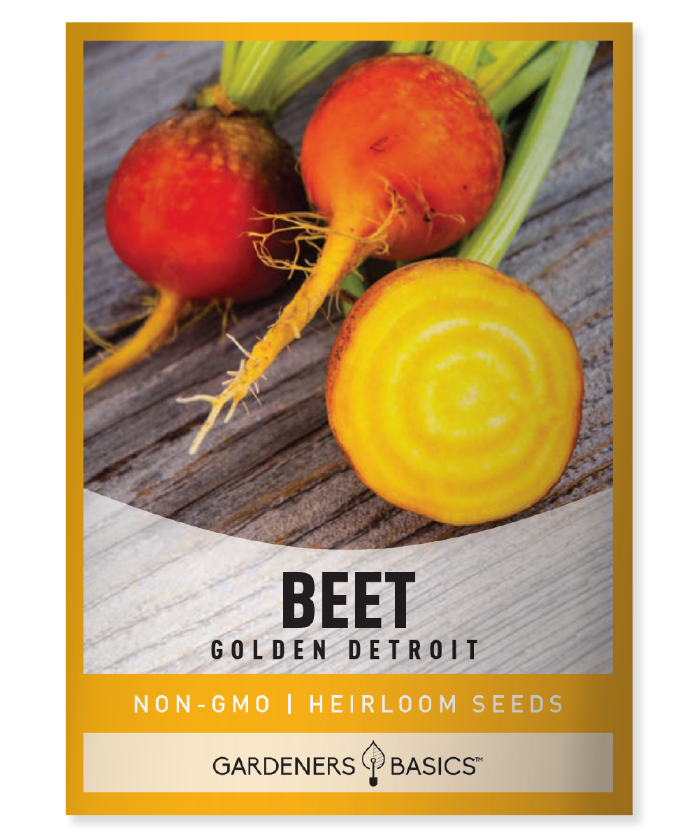 Golden Detroit Beet Seeds For Sale: Grow Nutritious & Flavorful Beets ...