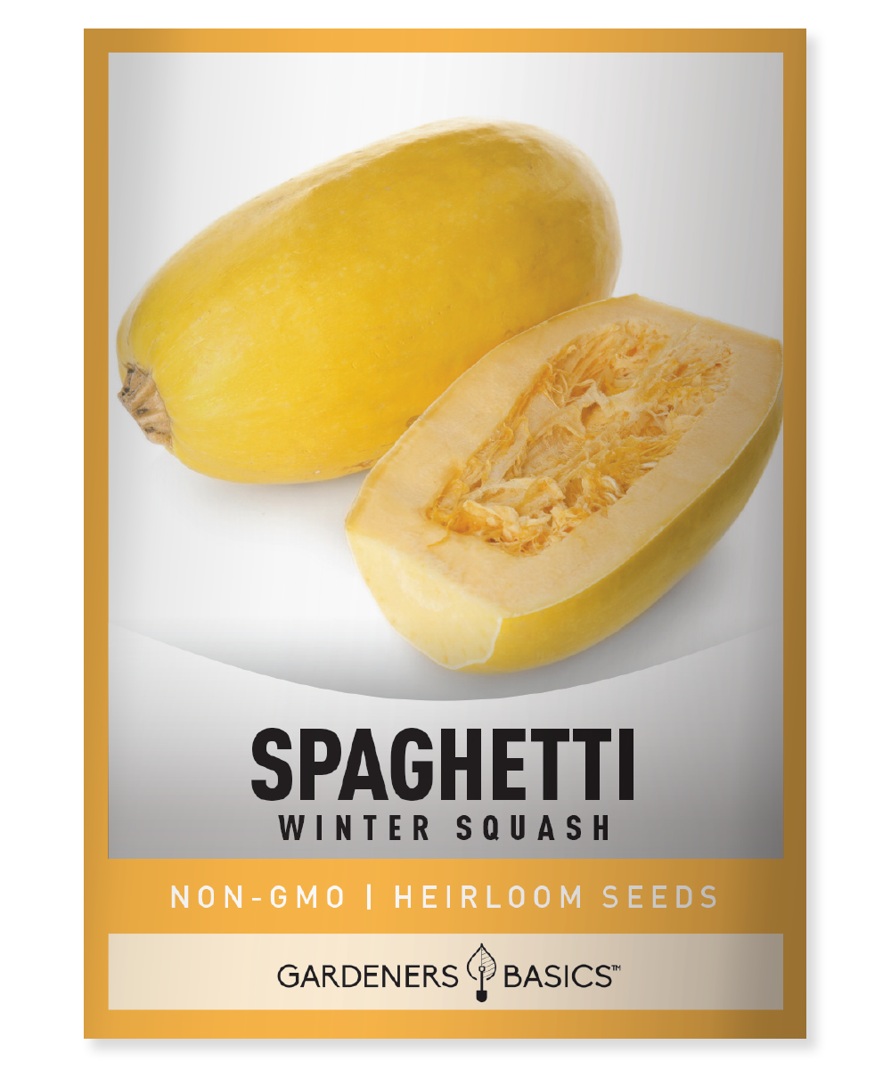 Spaghetti Squash Seeds For Planting Grow Your Own Nutritious Vegetable ...