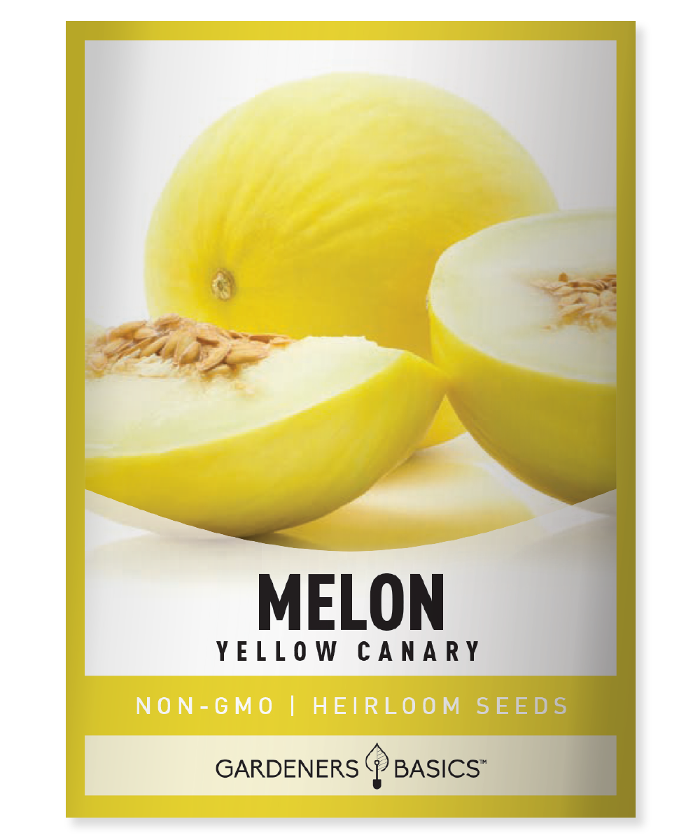 Yellow Canary Melon Seeds for Planting Luscious Fruit in Your Backyard ...