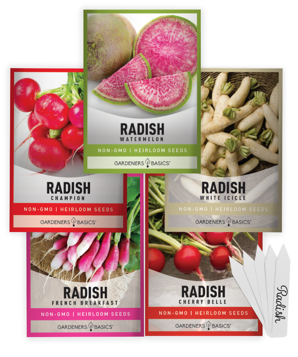 5 Radish Seeds Variety Pack - Heirloom, Non-GMO, Open-Pollinated ...