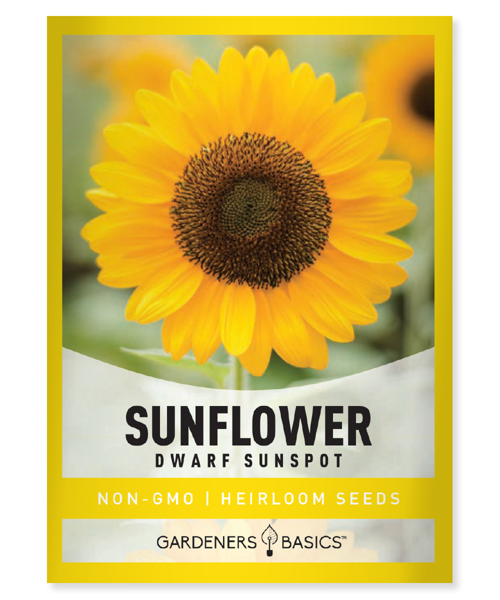 Sunspot Sunflower Seeds for Sale - Dwarf Sunflowers for Your Garden ...