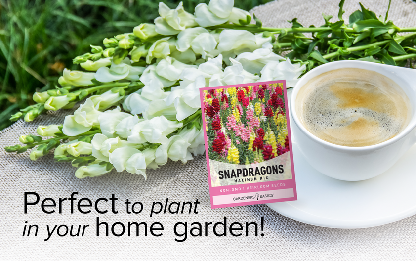 Tetra Mix Snapdragon Seeds For Planting Vibrant Blooms for Your Garden ...