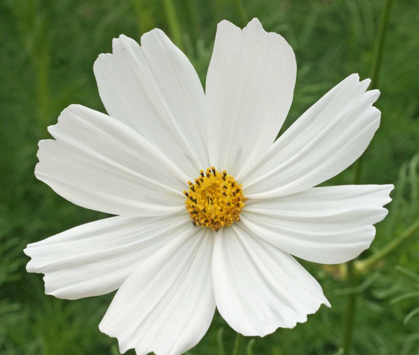 Grow a Celestial Garden with Cosmos Purity Seeds for Sale – Gardeners ...