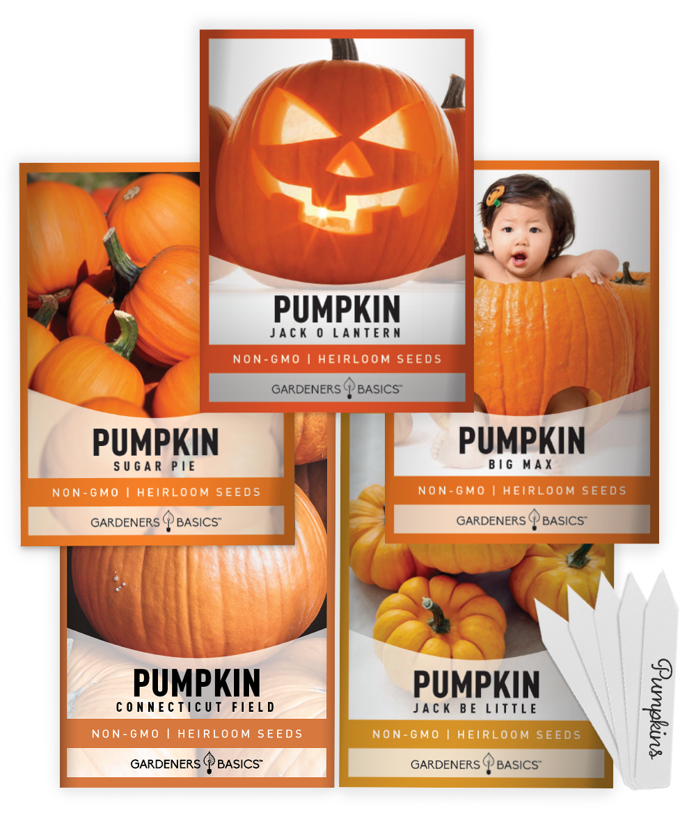 Unique Heirloom Pumpkin Seed Assortment | 5 Variety Pack – Gardeners Basics