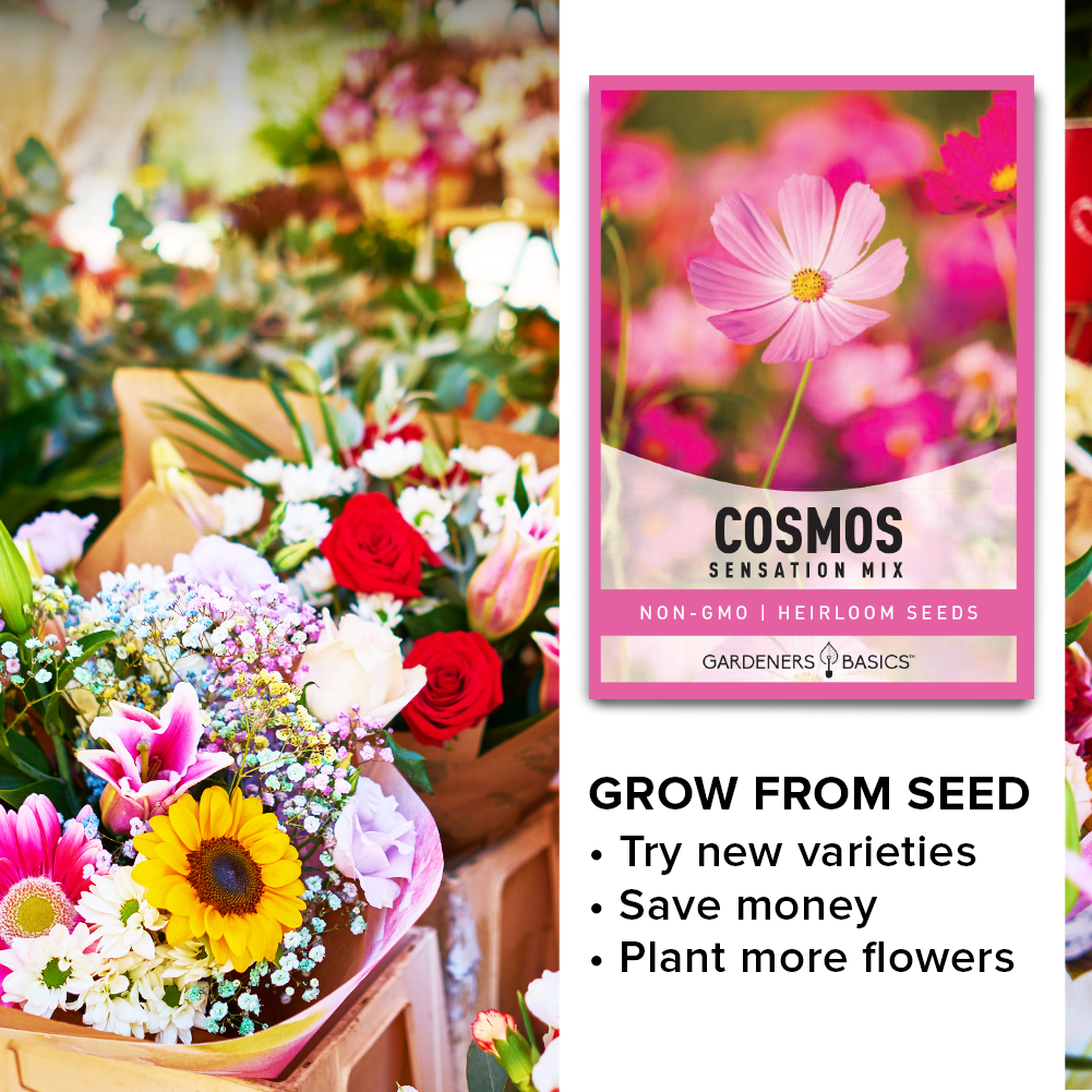 Cosmos Flowers Can Anything Beat Cosmos In The Cutting Garden?